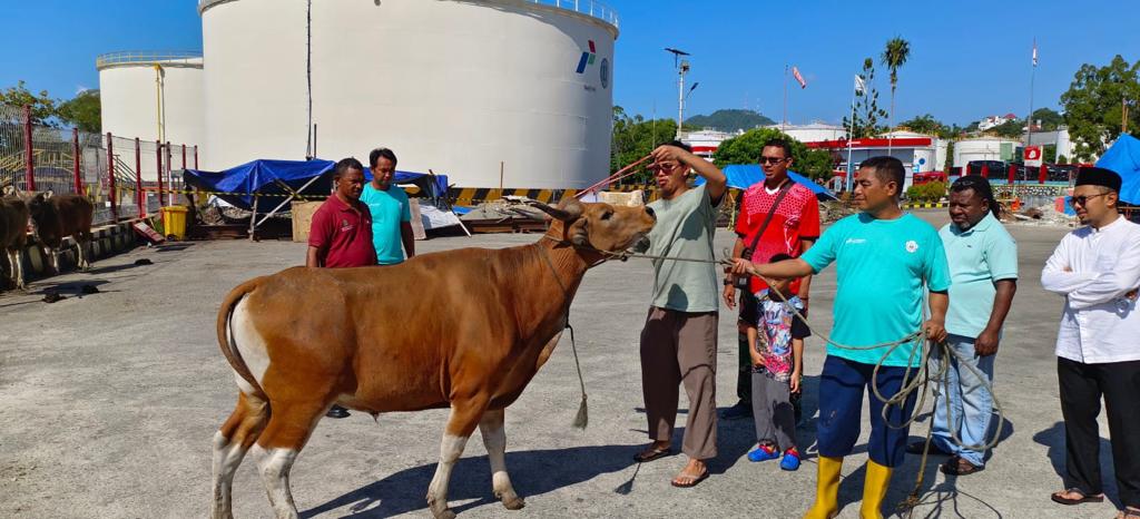 Idul Adha 1444H, Pertamina Patra Niaga Regional Papua-Maluku Potong 110 Hewan Qurban - KLIKPAPUA