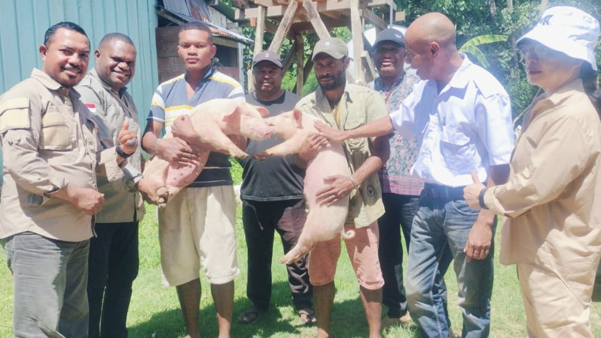 DKPP Kaimana Distribusikan 20 Bibit Ternak Babi untuk Peternak OAP ...