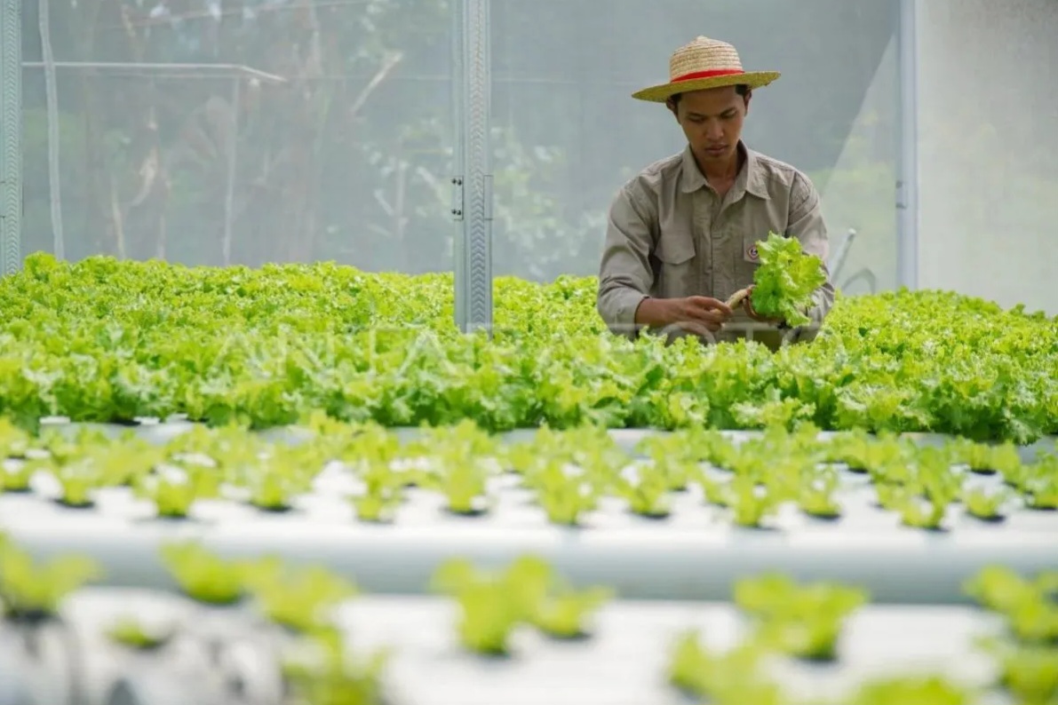 Mentan: 27 ribu anak muda jadi petani berpendapatan hingga Rp20 juta ...